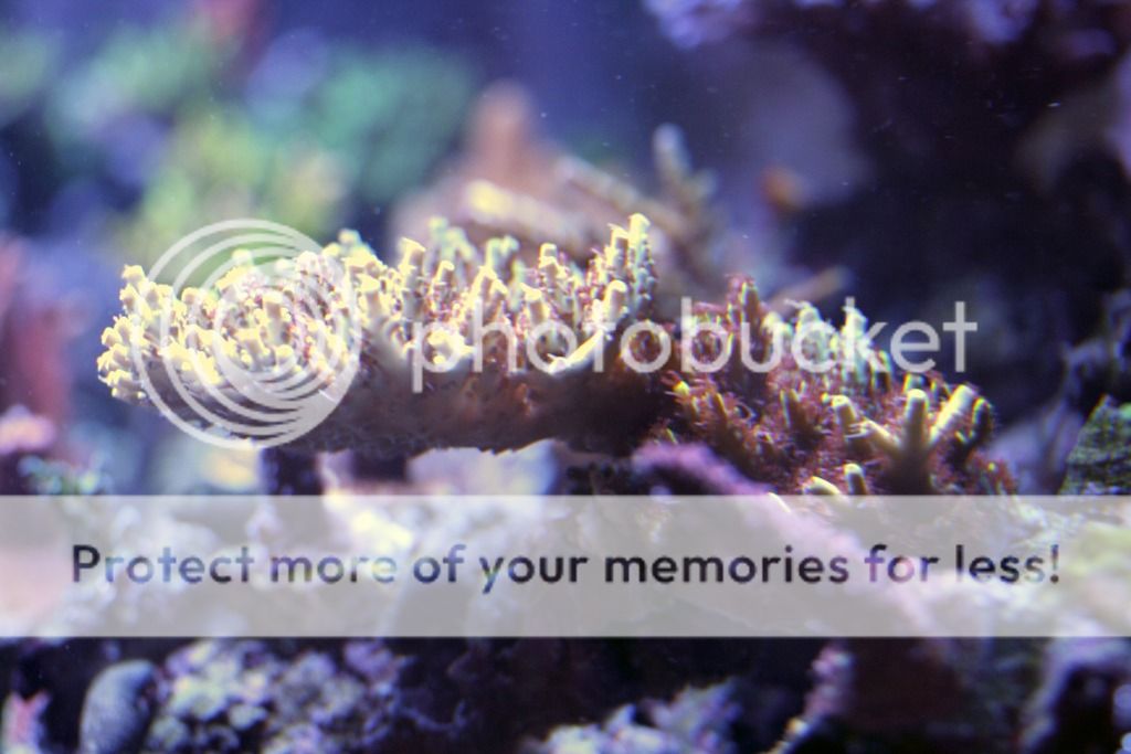 RR Pink Floyd | Page 2 | Reef2Reef