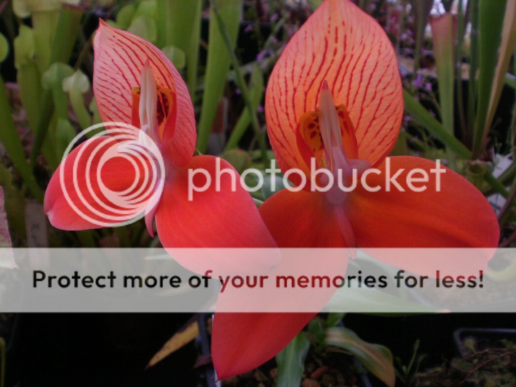 Disa orchids - Orchids - Carnivorous Plants UK